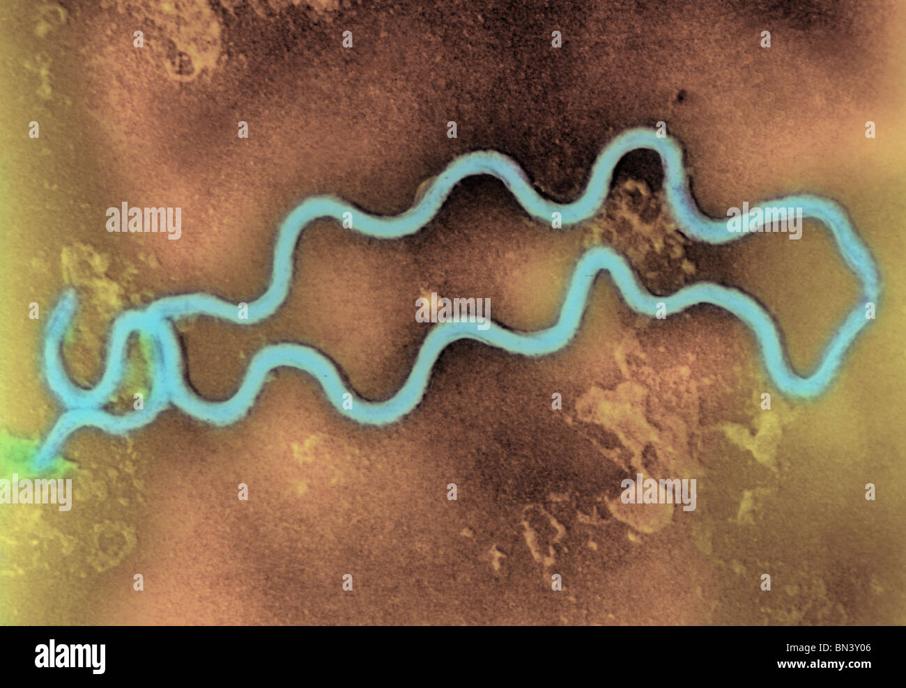 Syphilis bacteria Banque de photographies et d’images à haute ...