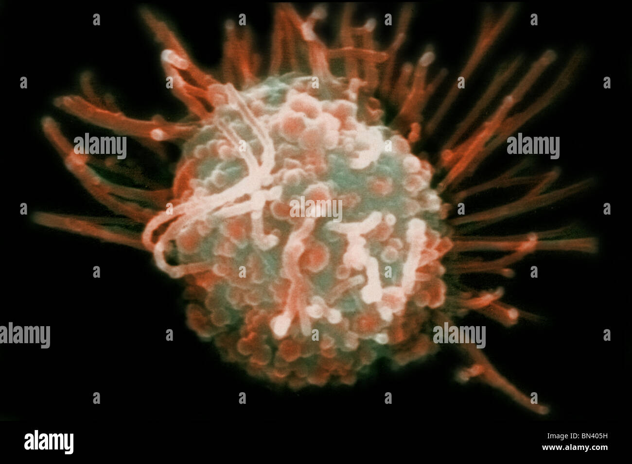 Microscope électronique à balayage (MEB) de l'image d'un globule blanc ...