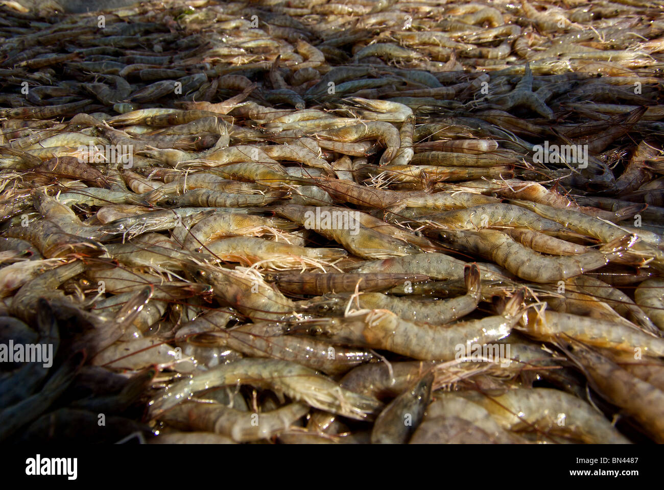 Convoyeur à bande réunissant matières fraîchement pêché la crevette ...
