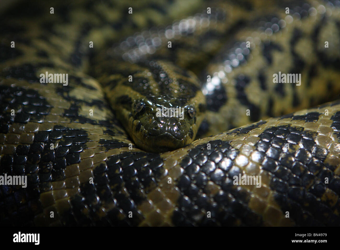 Yellow anaconda Banque de photographies et d’images à haute résolution ...