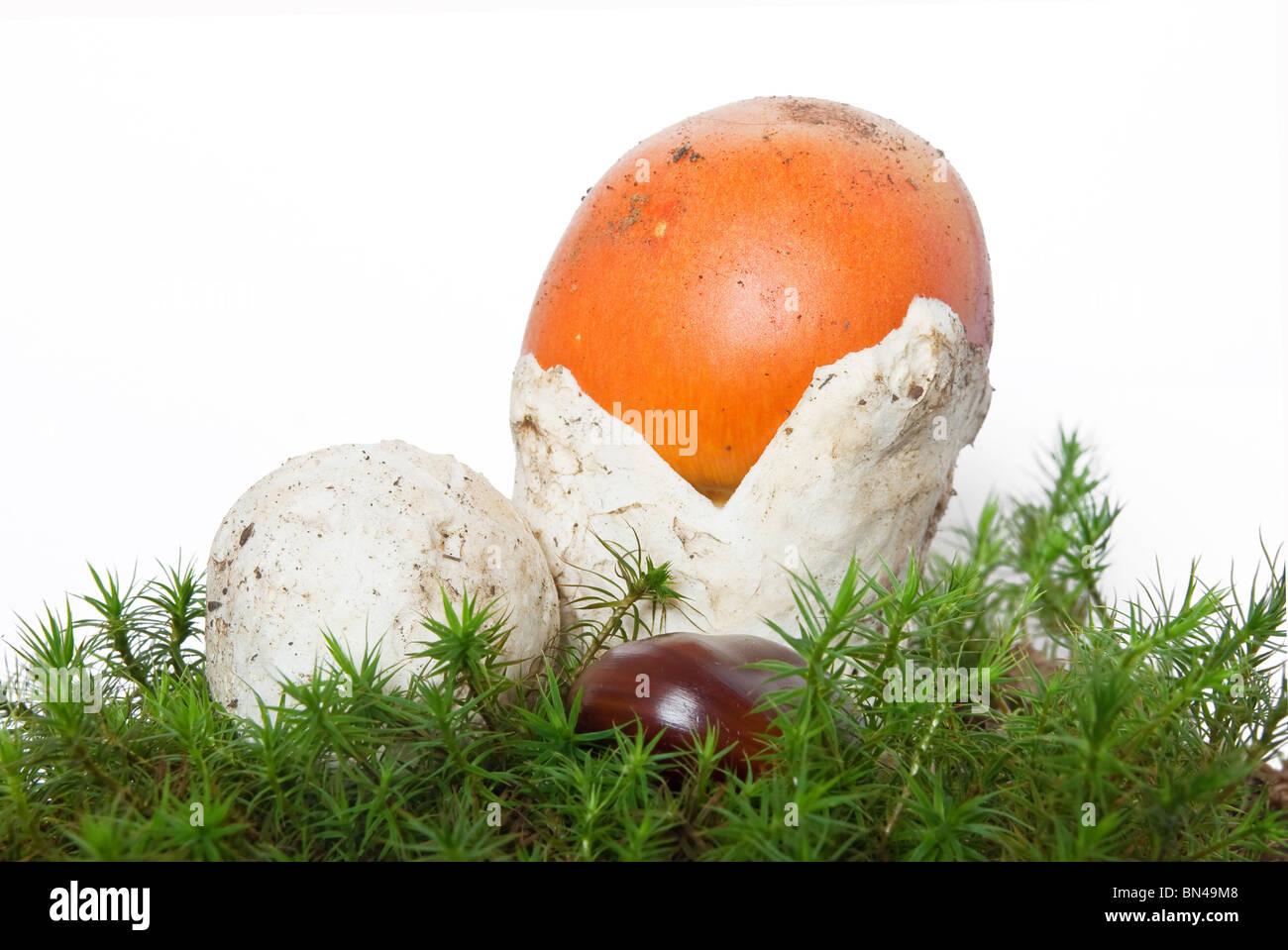 Champignon amanite des cesars Banque de photographies et d’images à ...