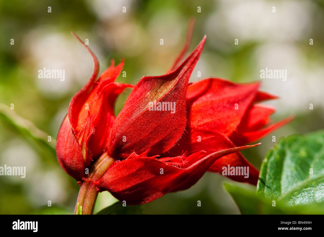 Plante de sauge écarlate Banque de photographies et d’images à haute ...