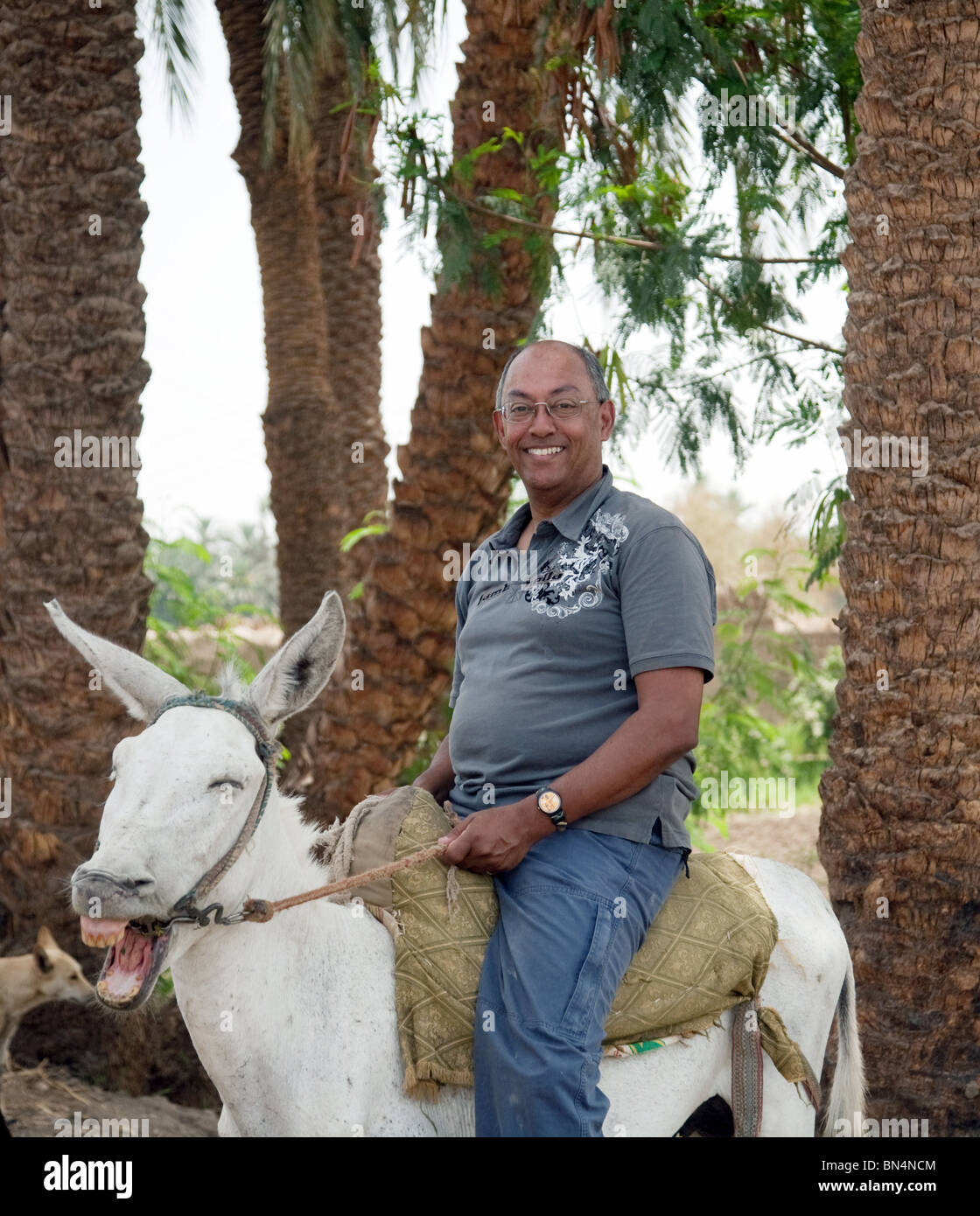 Fat Man sur un âne, Le Caire, Egypte Photo Stock - Alamy