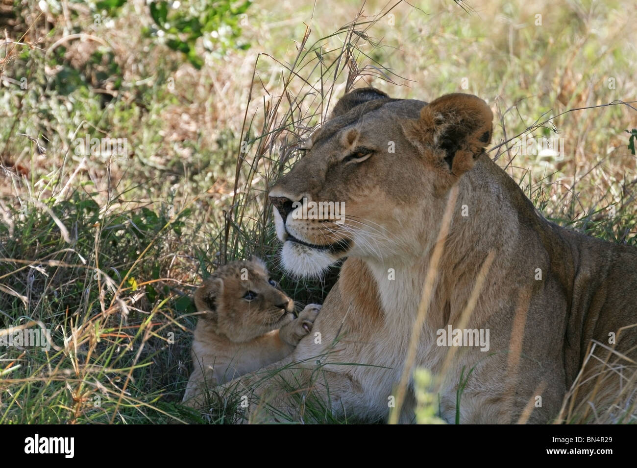 Lion cub hugging Banque de photographies et d’images à haute résolution ...