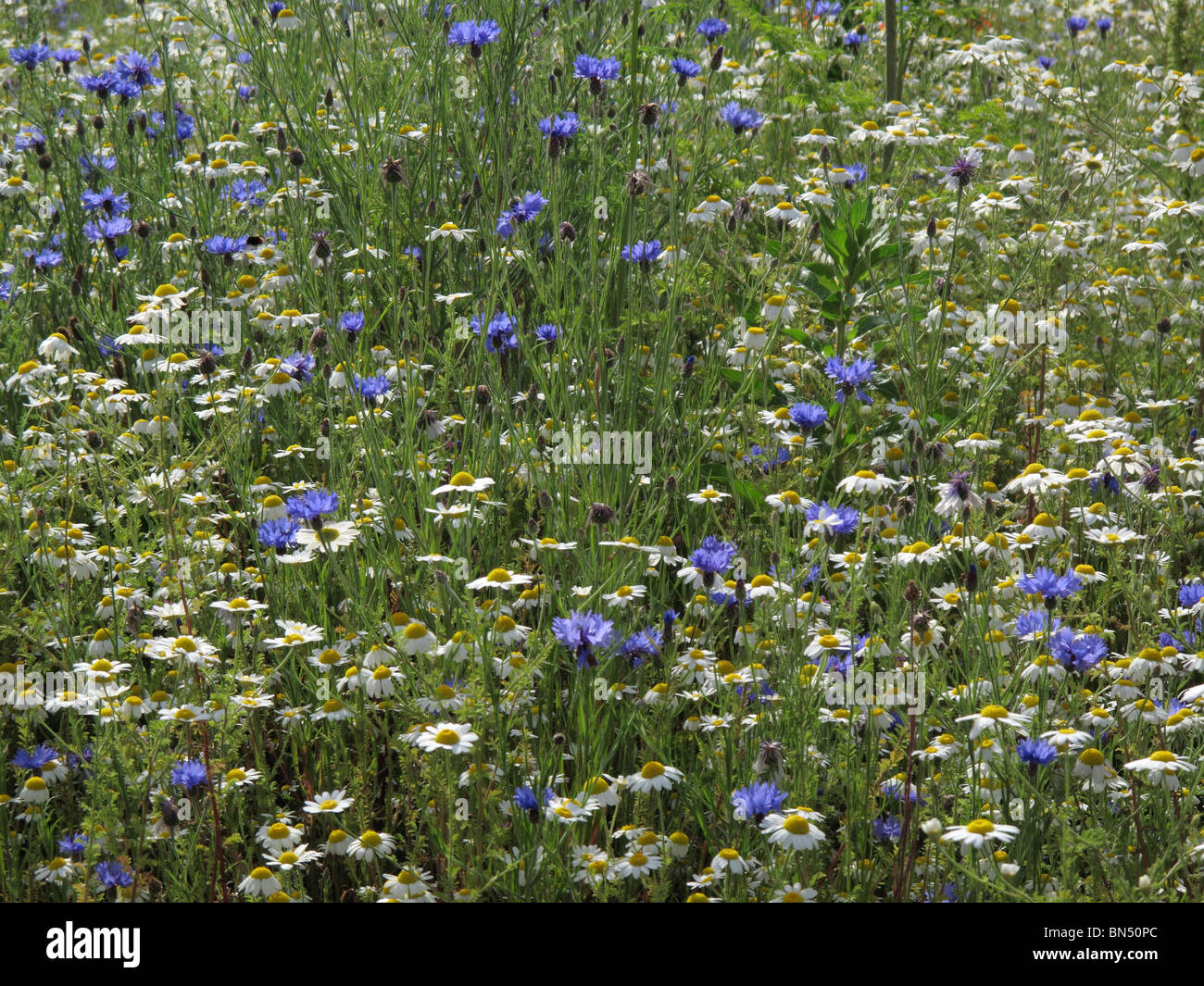 Fleurs de prairie Banque de photographies et d’images à haute ...