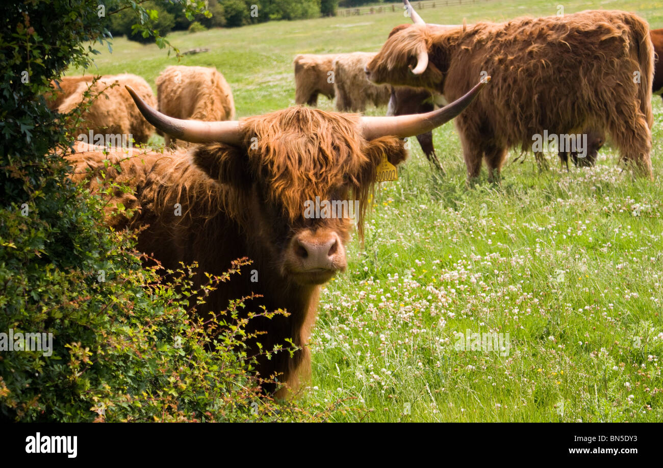 Vaches Rares Banque d'image et photos - Alamy