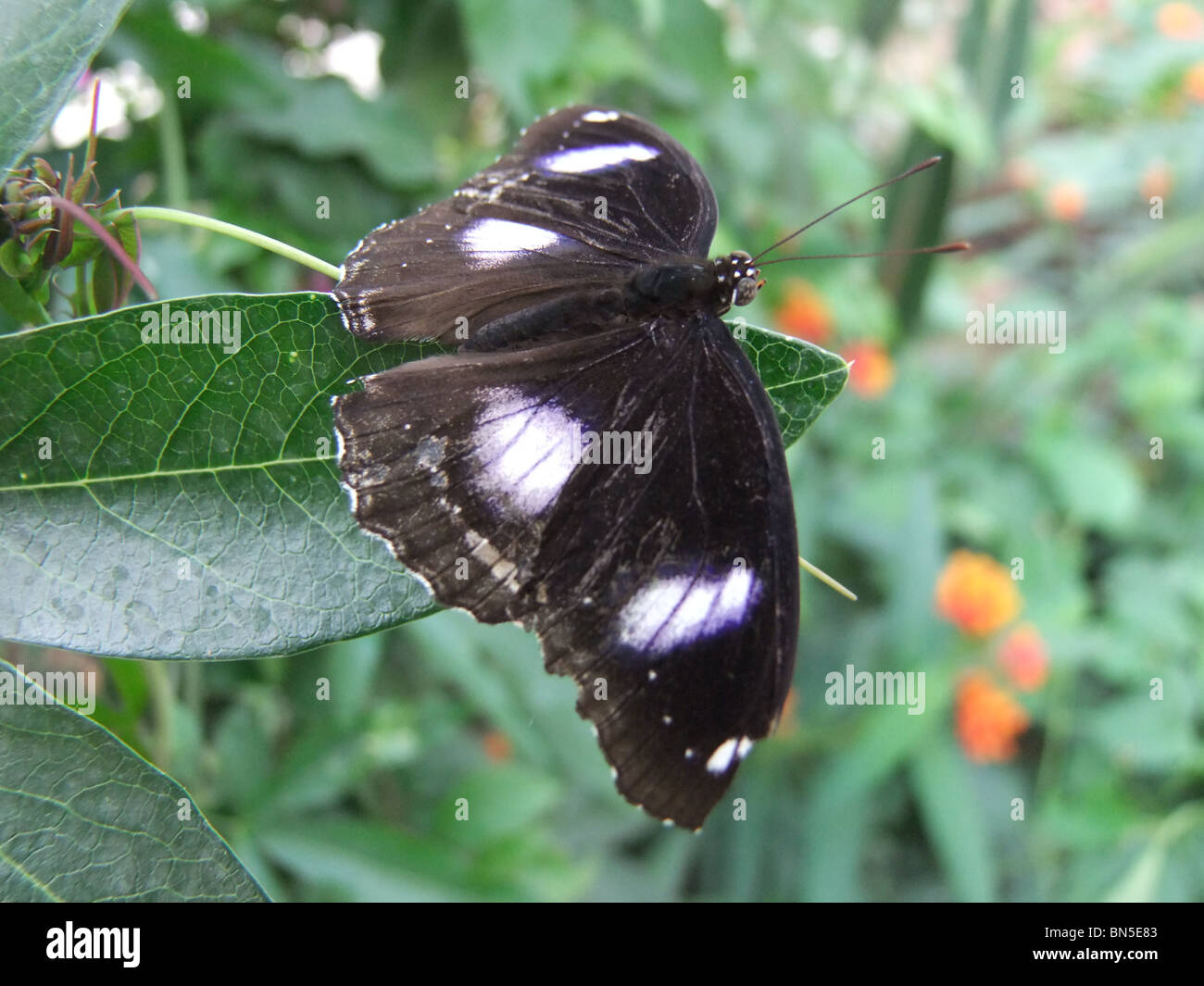 Papillon lune bleue Banque de photographies et d’images à haute ...