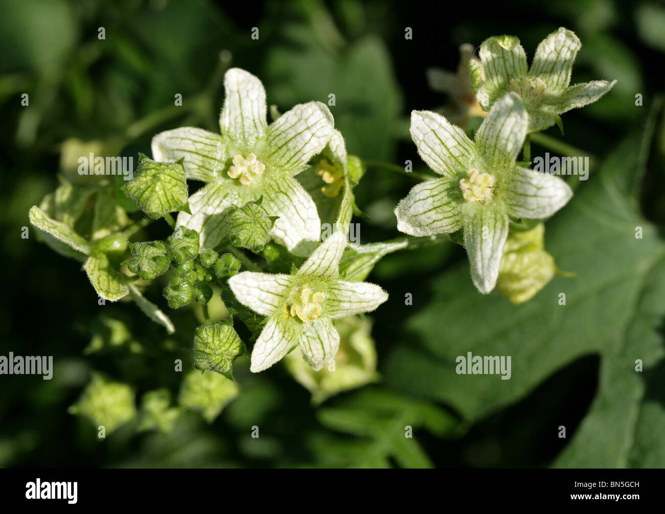 White bryony Banque de photographies et d’images à haute résolution - Alamy