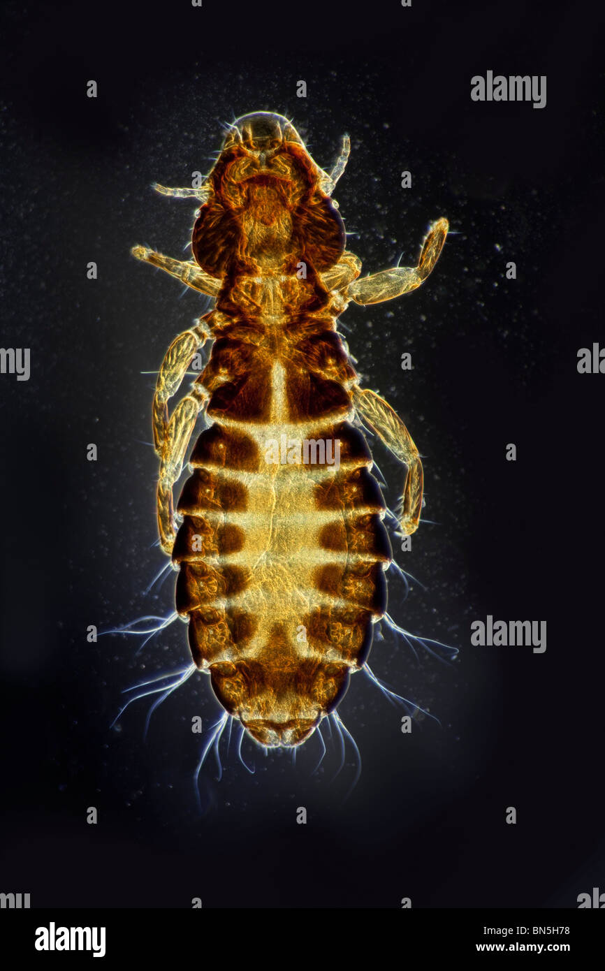 Microscope entomology slide Banque de photographies et d’images à haute ...