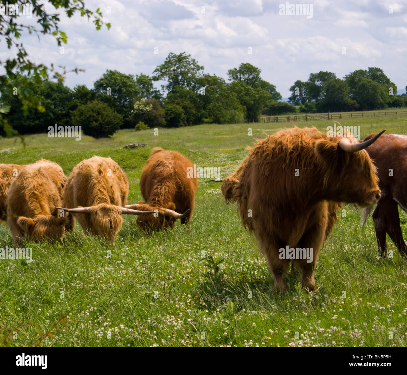 Race de bétail Banque de photographies et d’images à haute résolution ...
