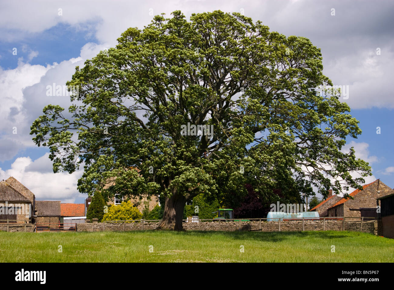 Darlington oak Banque de photographies et d’images à haute résolution ...