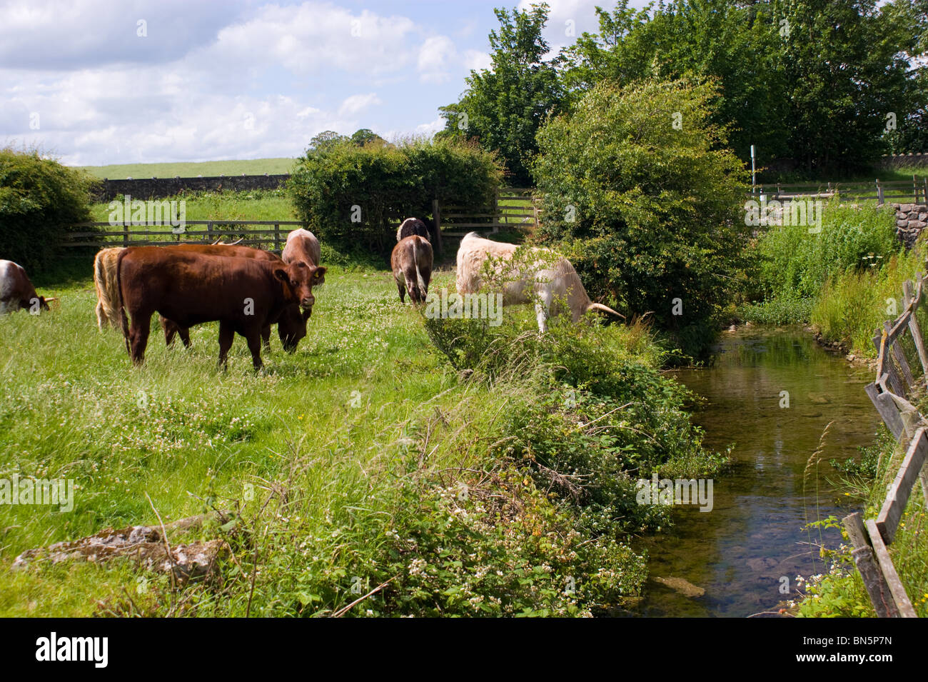 Vaches de race rare Banque de photographies et d’images à haute ...