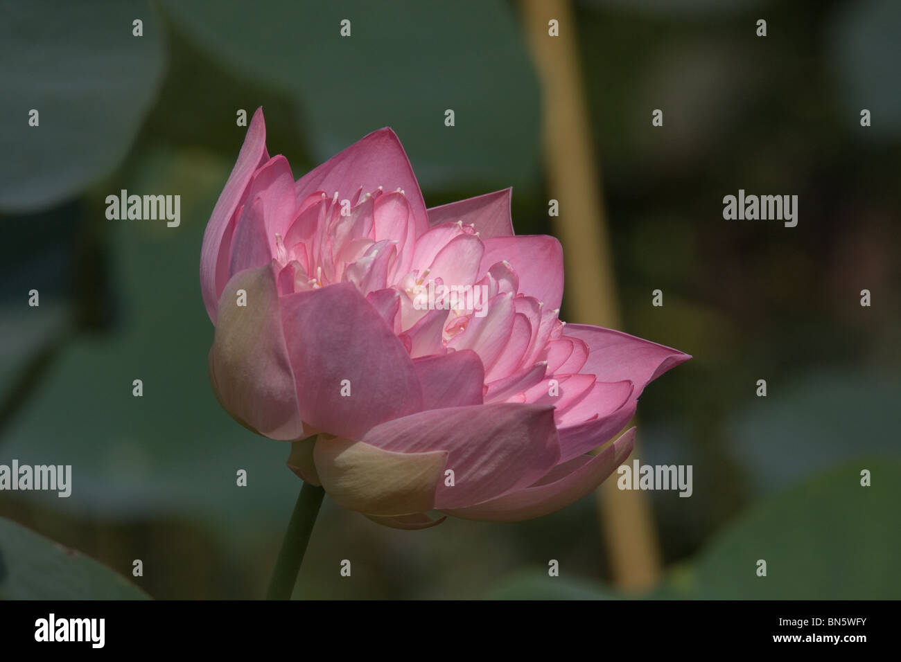 Pink lotus the national flower of india Banque de photographies et d ...