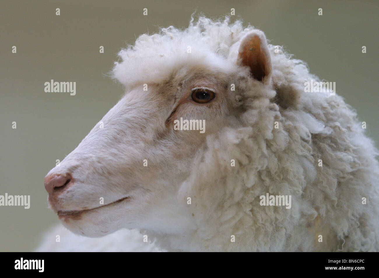 Ecosse dolly Banque de photographies et d’images à haute résolution - Alamy
