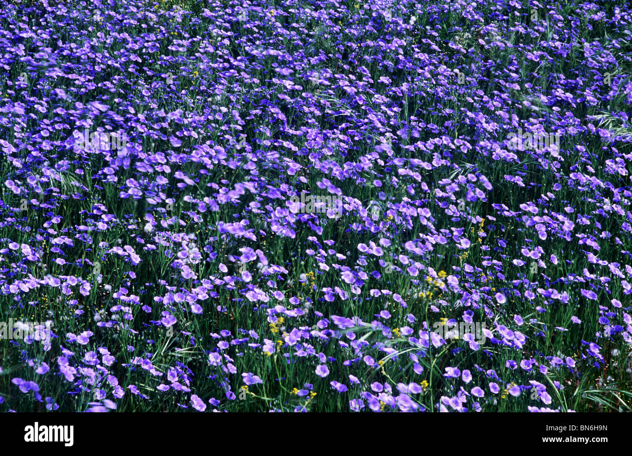 L'huile de lin, le lin, la récolte agricole cultures fleurs fleur bleu ...