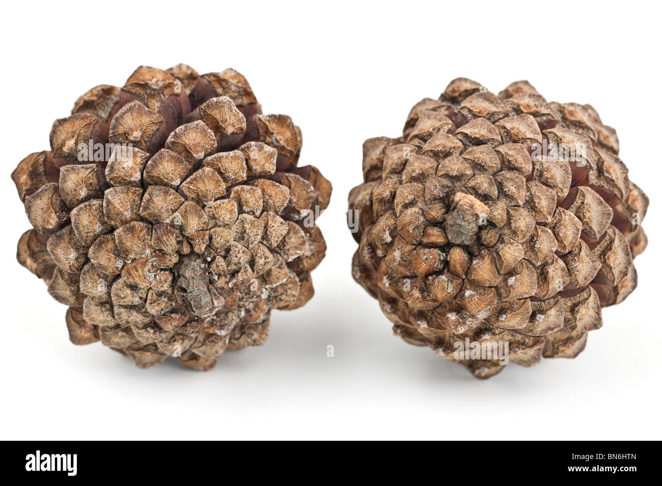 Pines cones Banque de photographies et d’images à haute résolution - Alamy