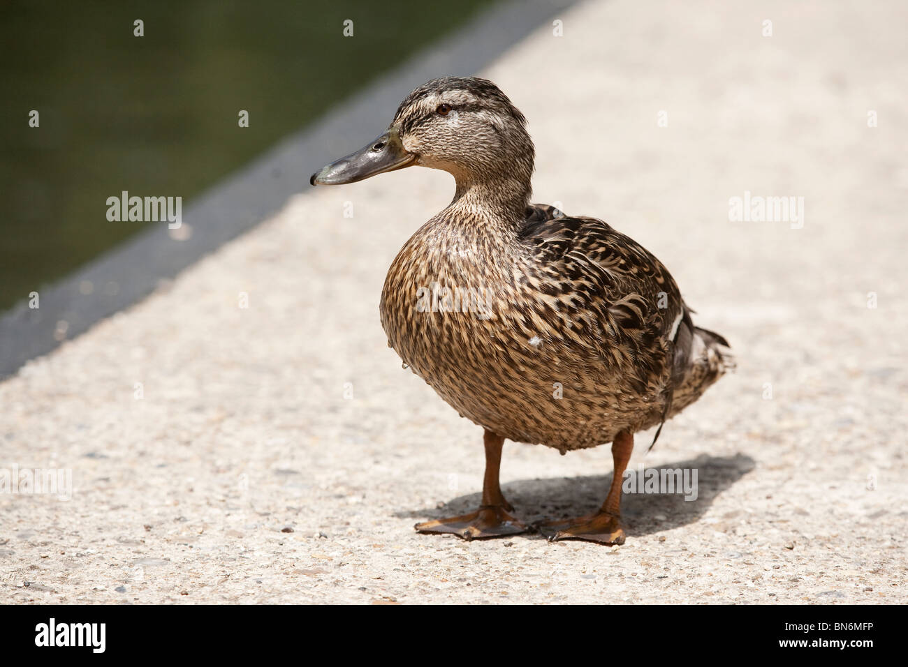 Cane colvert Canard Photo Stock - Alamy