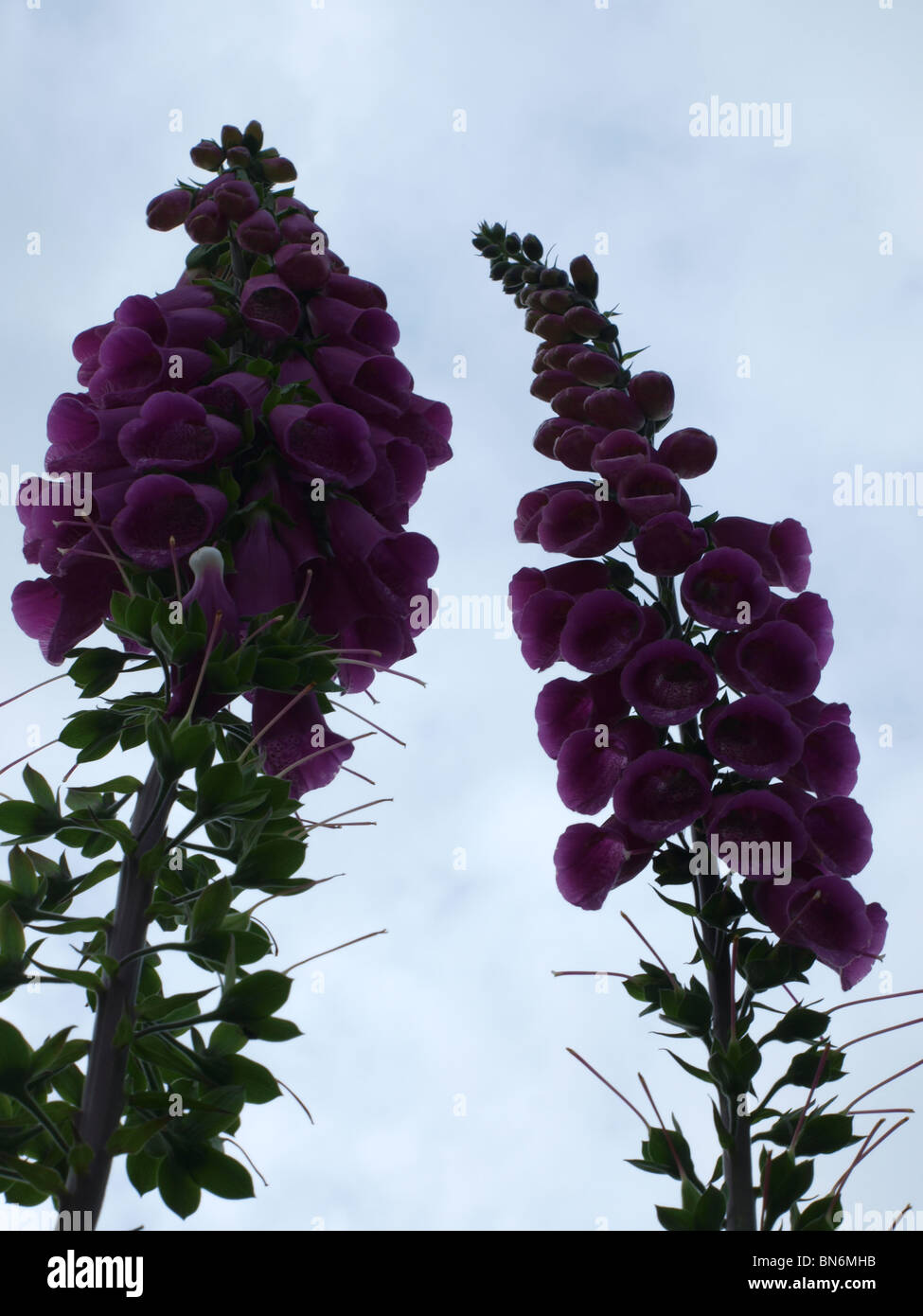 Fleurs en forme de cloche son nom Banque de photographies et d’images à ...