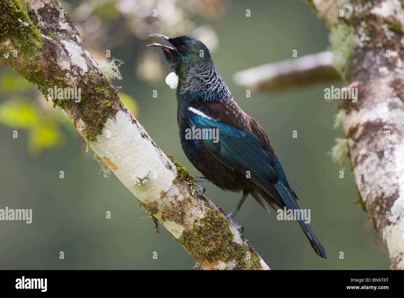 Tui new zealand Banque de photographies et d’images à haute résolution ...