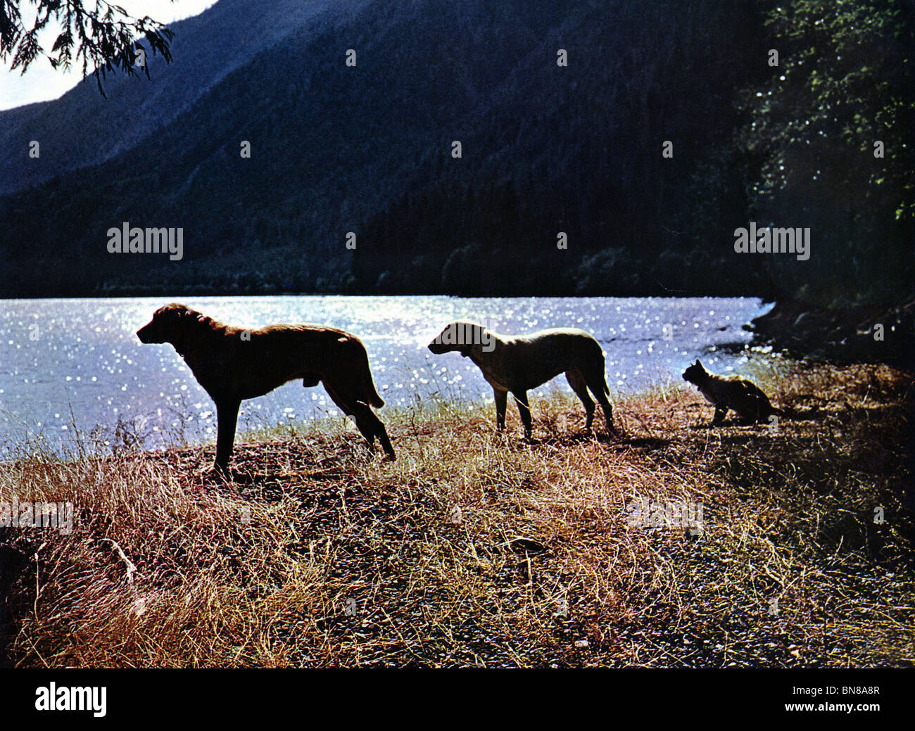 Fletcher markle Banque de photographies et d’images à haute résolution ...