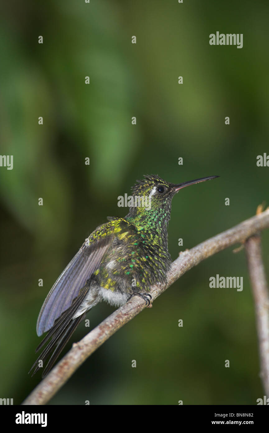 Colibri émeraude de cuba Banque de photographies et d’images à haute ...