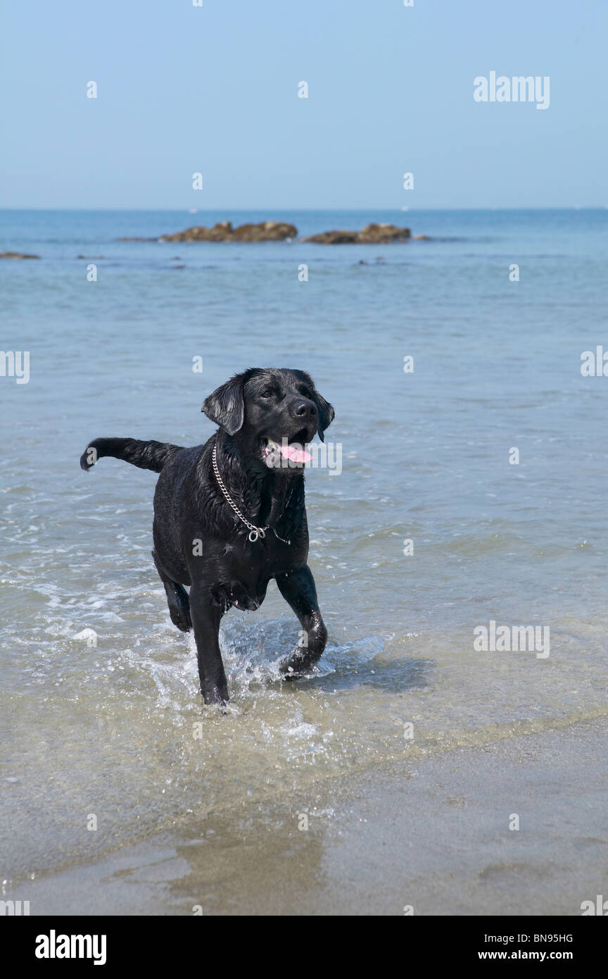 Mer Labrador Banque d'image et photos - Alamy