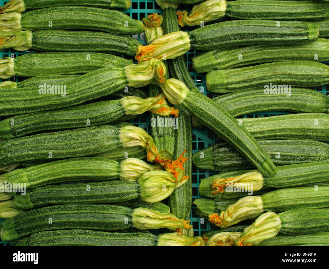 Courgettes avec des fleurs Banque de photographies et d’images à haute ...