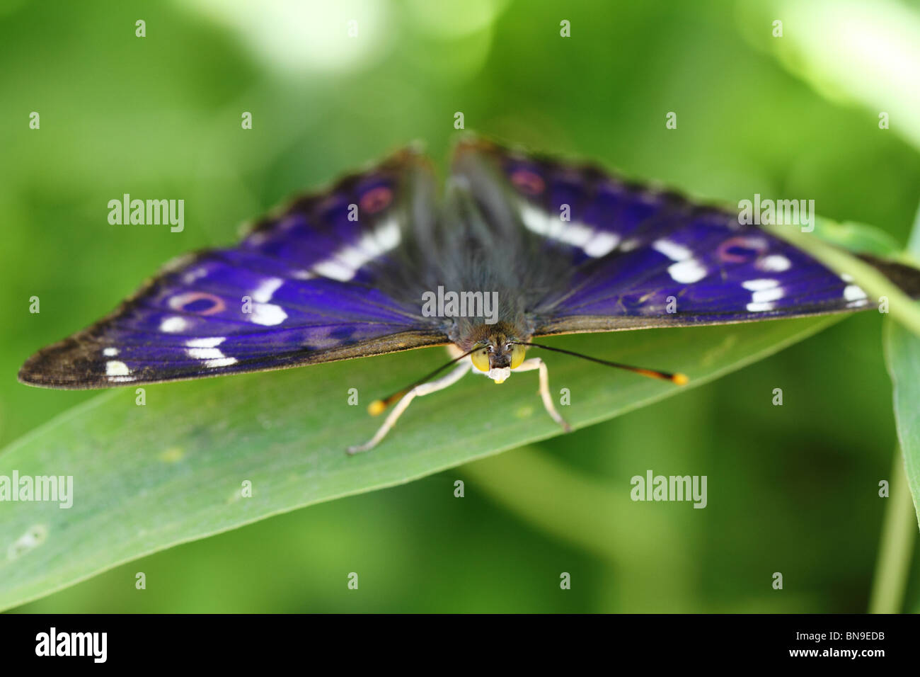 Purple emperor butterfly Banque de photographies et d’images à haute ...