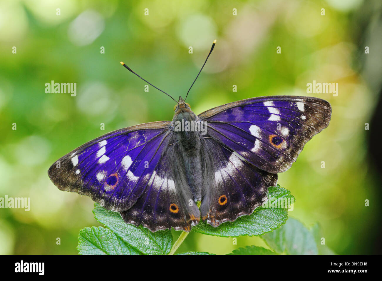 Purple emperor butterfly Banque de photographies et d’images à haute ...