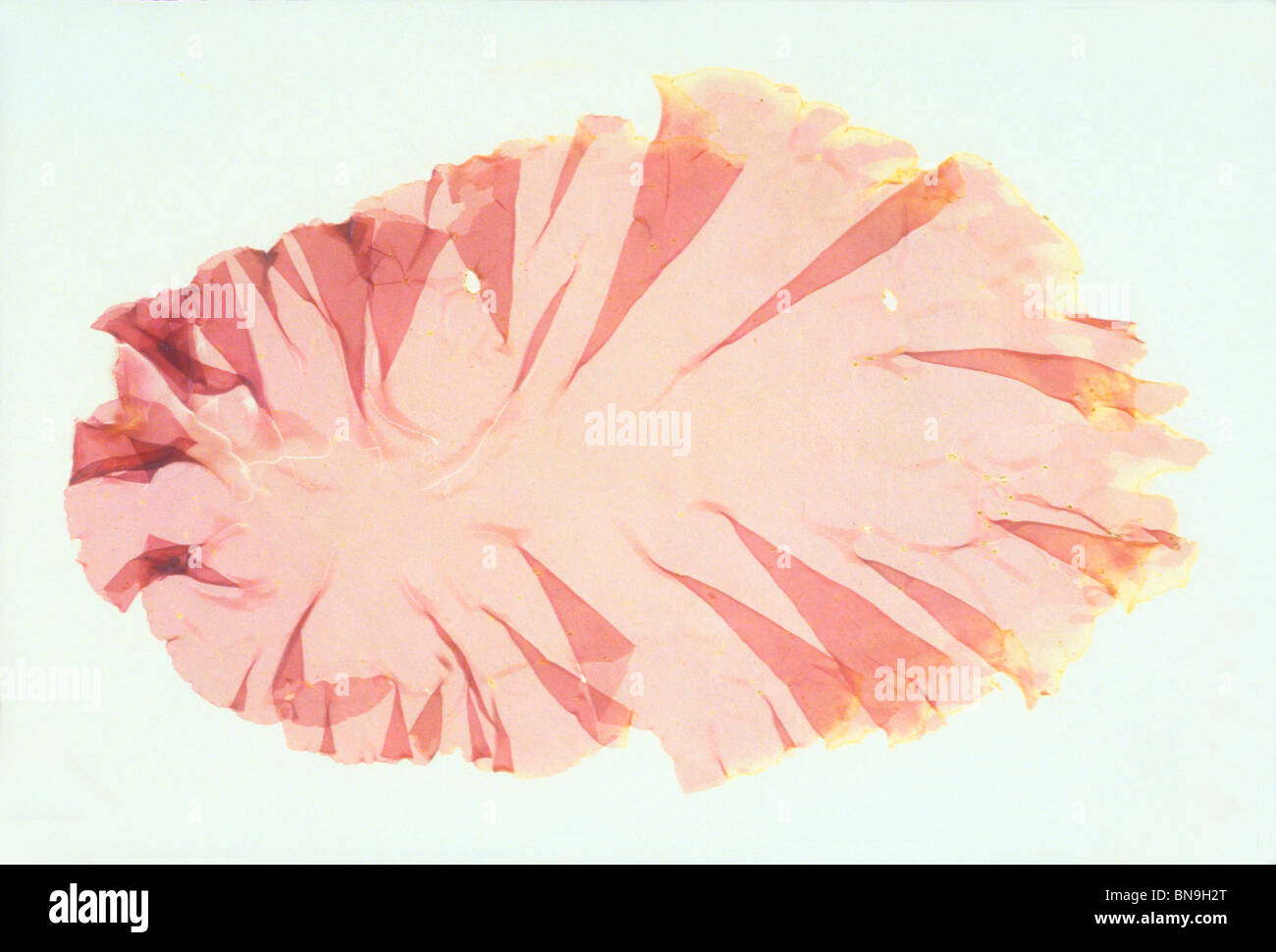 Porphyra algae nori Banque de photographies et d’images à haute ...