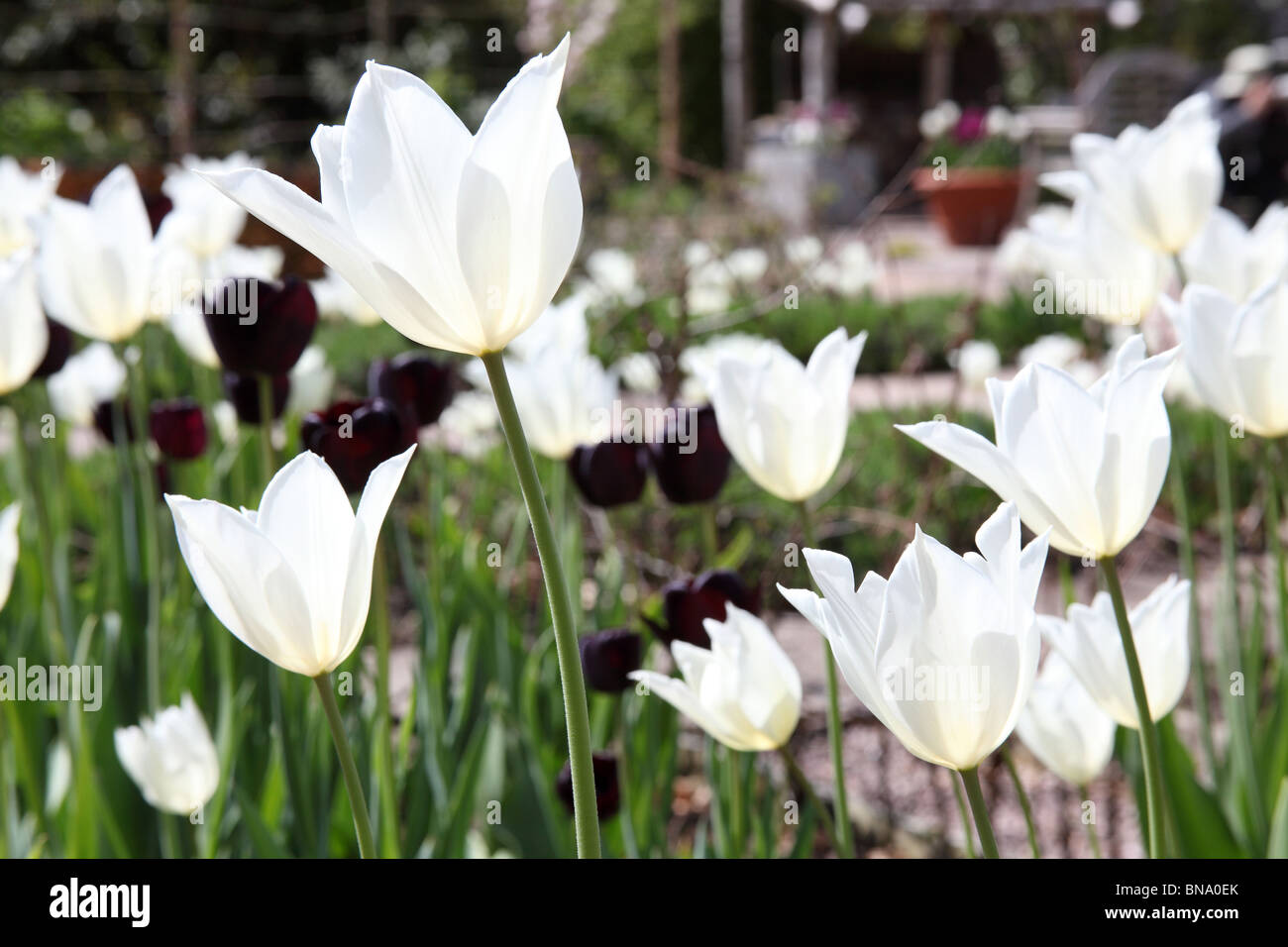 Printemps noir et blanc Banque de photographies et d’images à haute ...