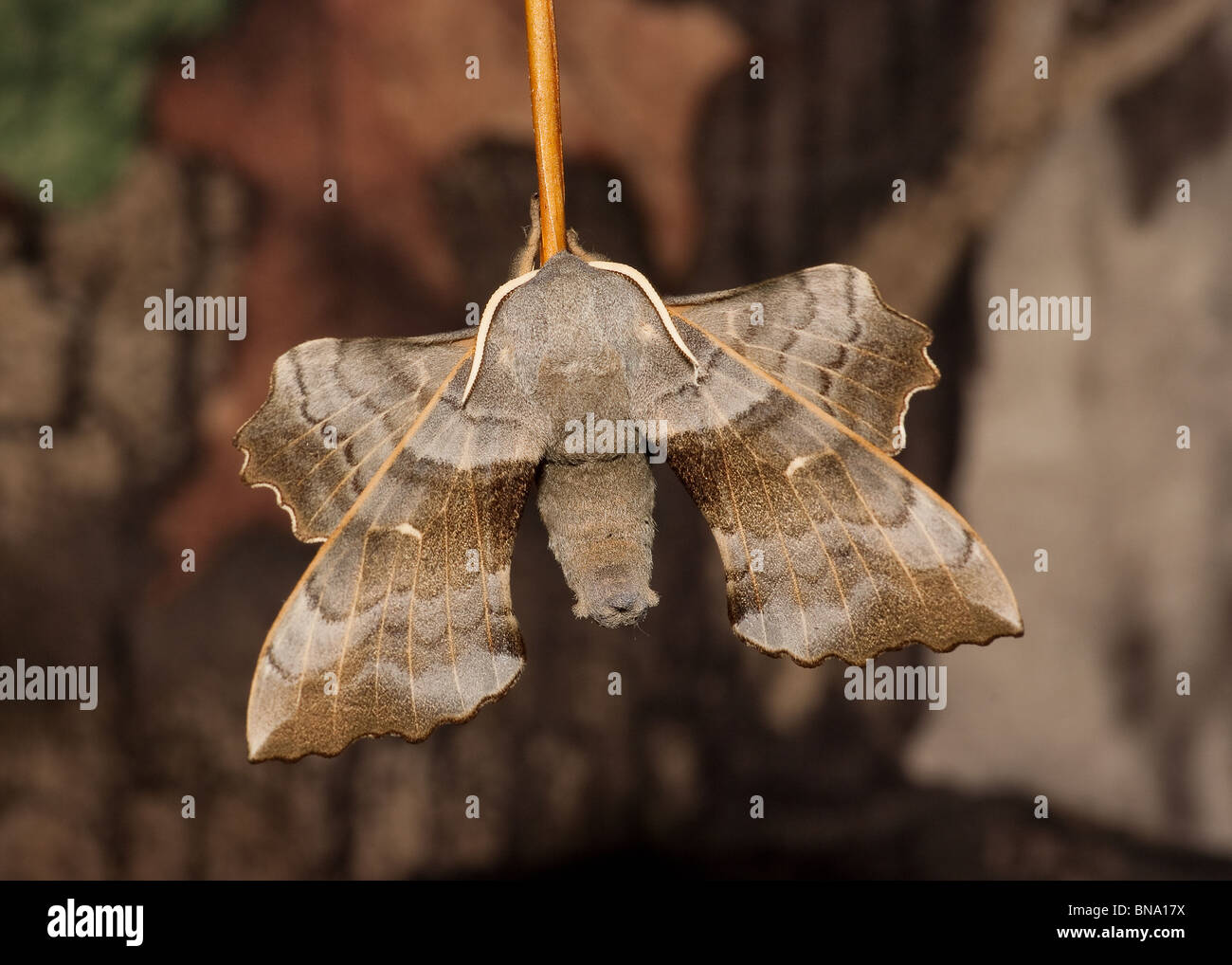 Gros insecte volant Banque de photographies et d’images à haute ...