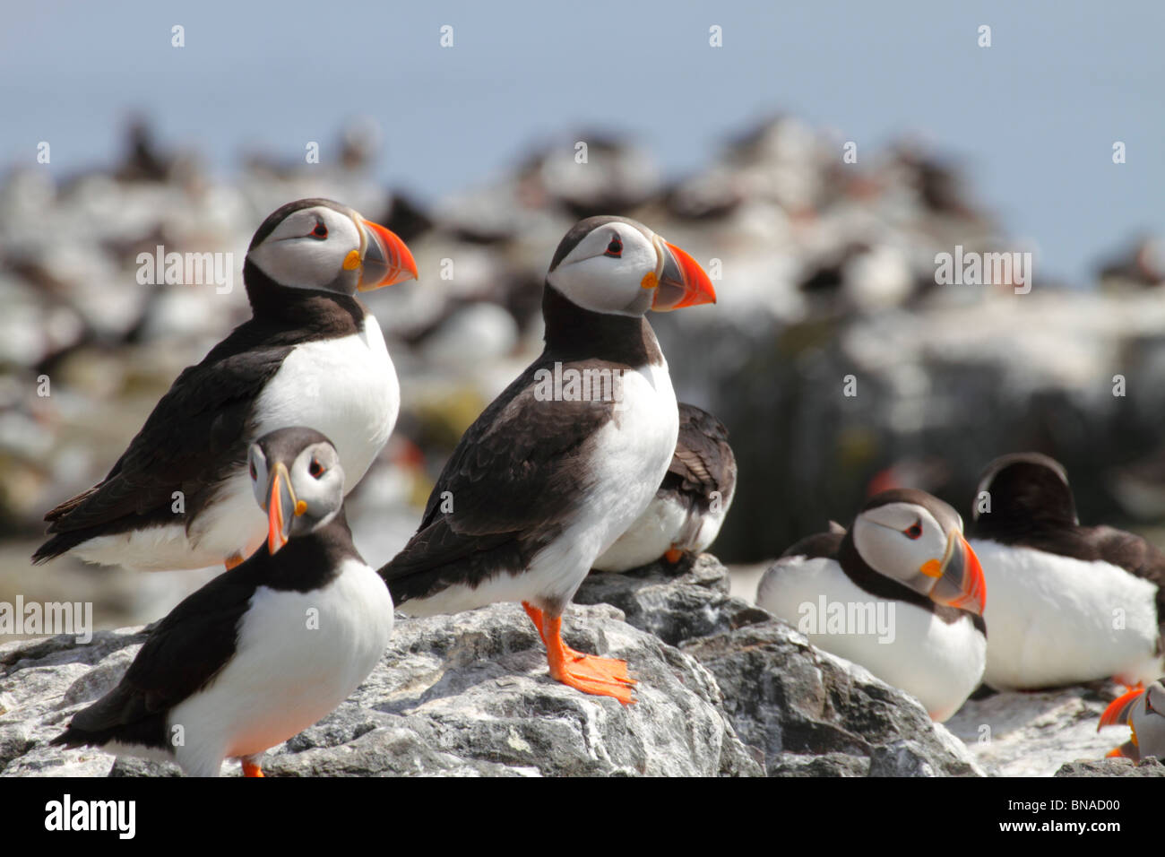 Colonie de macareux Banque de photographies et d’images à haute ...