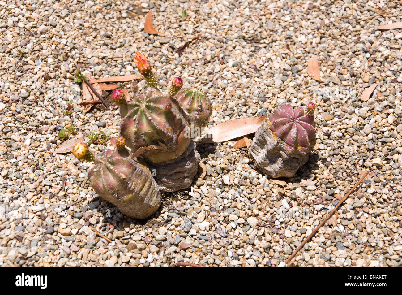 Cactus fleuri Banque de photographies et d’images à haute résolution ...