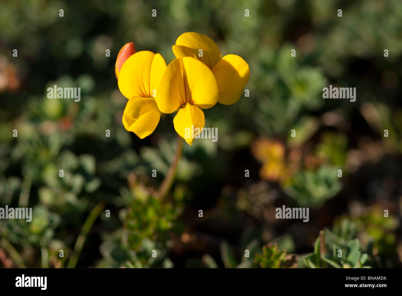 Pied de lotus Banque de photographies et d’images à haute résolution ...