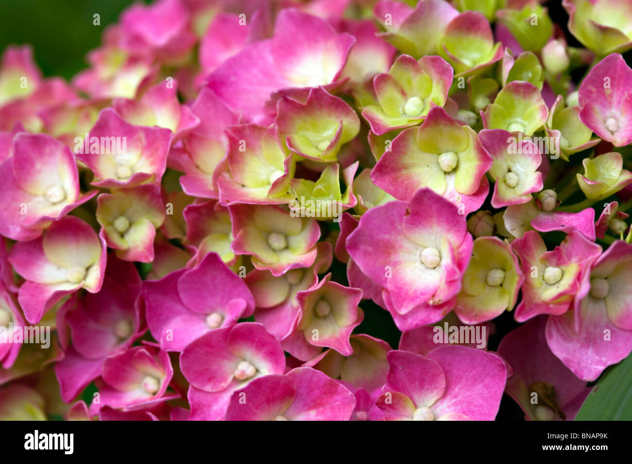Plante avec beaucoup de fleurs Banque de photographies et d’images à ...