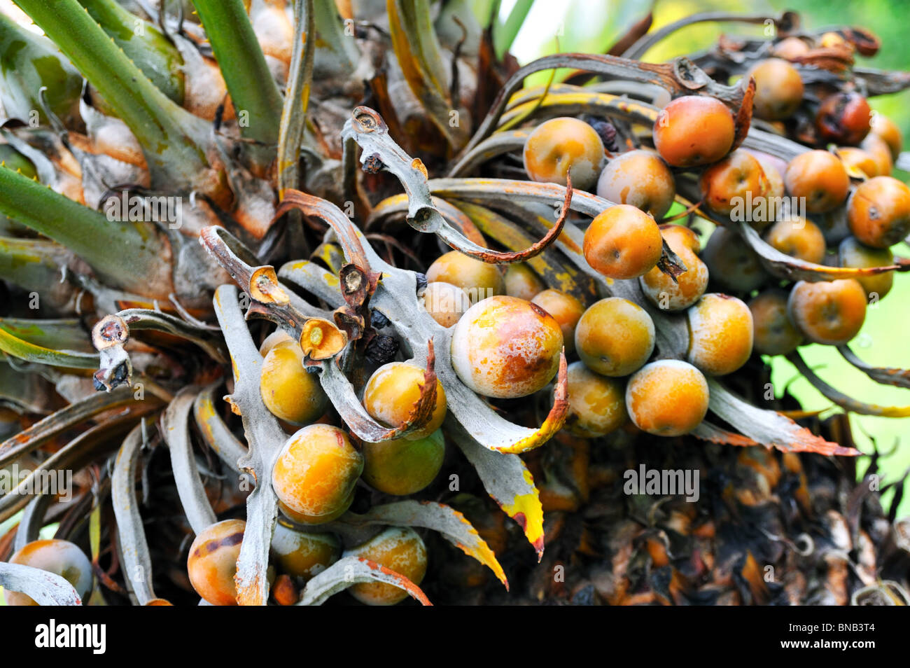 Cycas fruit Banque de photographies et d’images à haute résolution - Alamy
