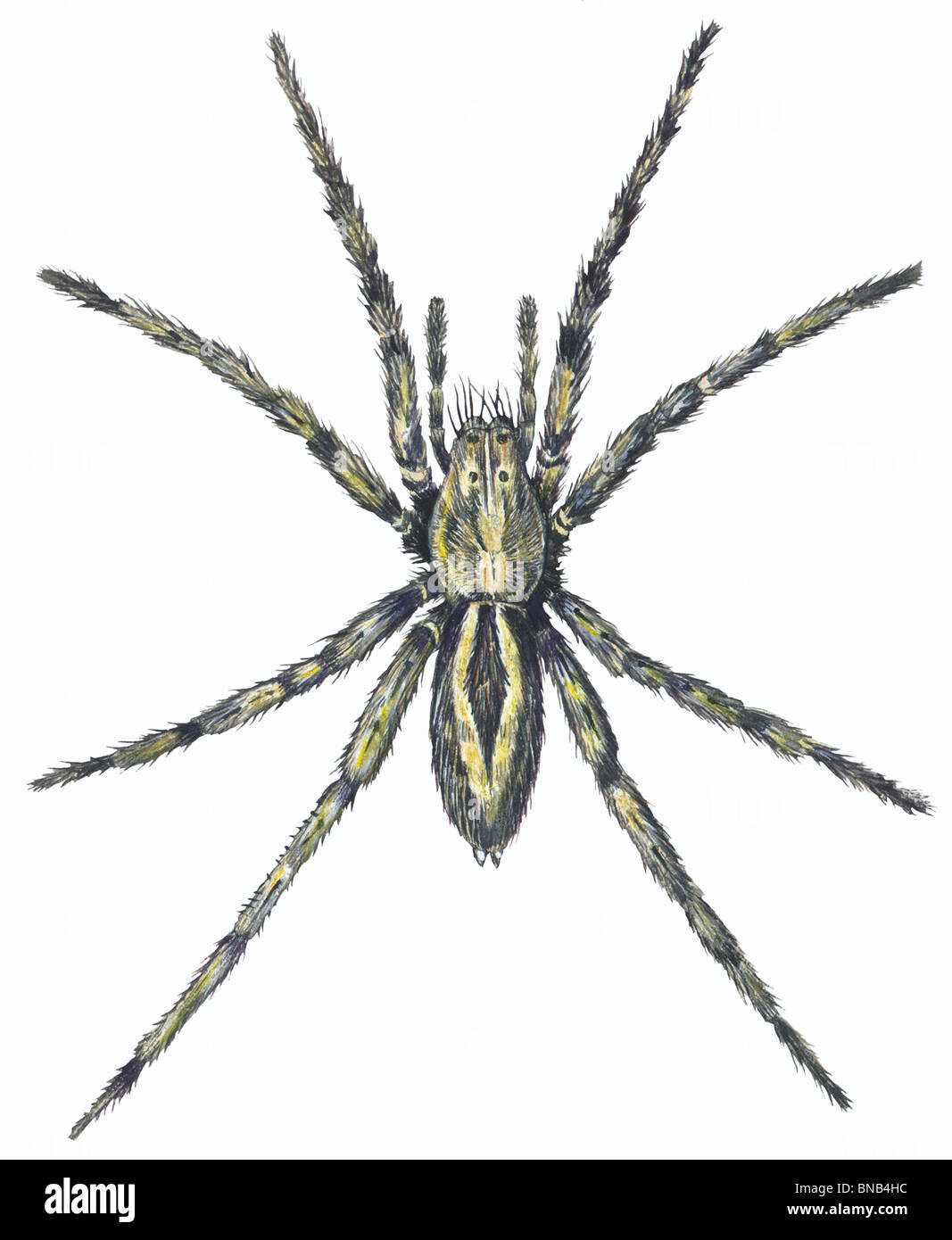 Wolf spider lycosa lycosidae Banque d'images détourées - Alamy