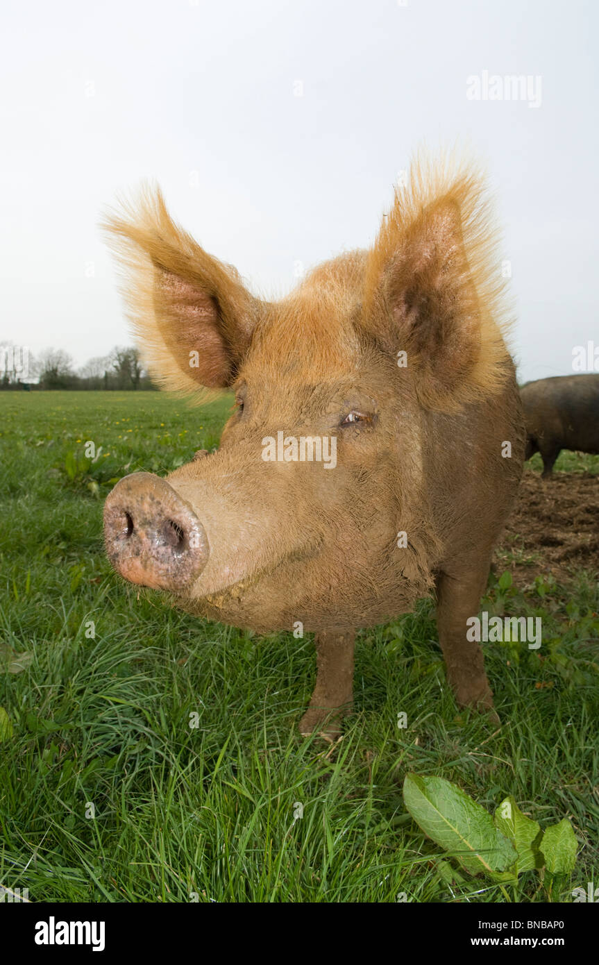 Champ de porc Banque de photographies et d’images à haute résolution ...