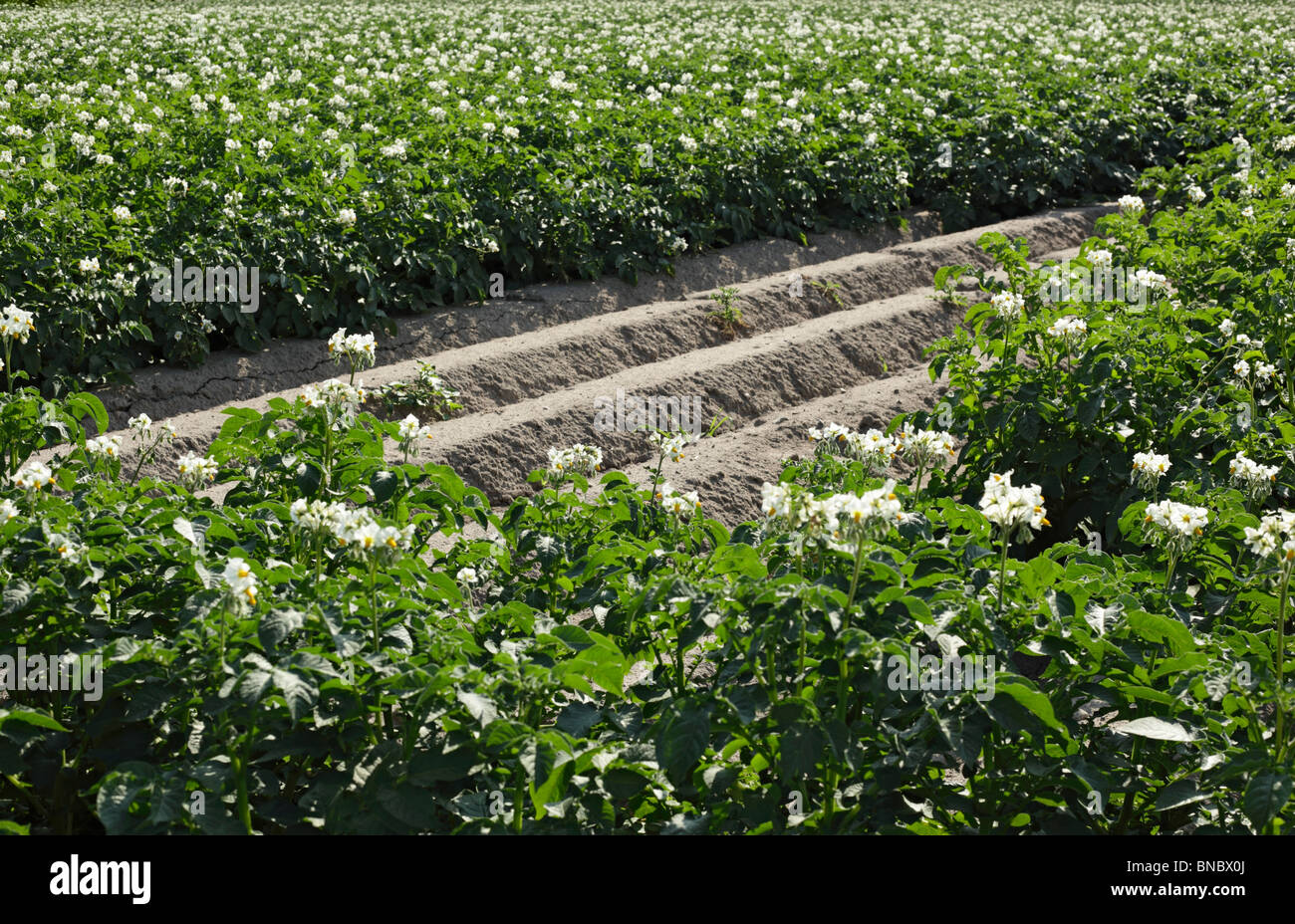 Temps de récolte du champ de pommes de terre Banque de photographies et ...