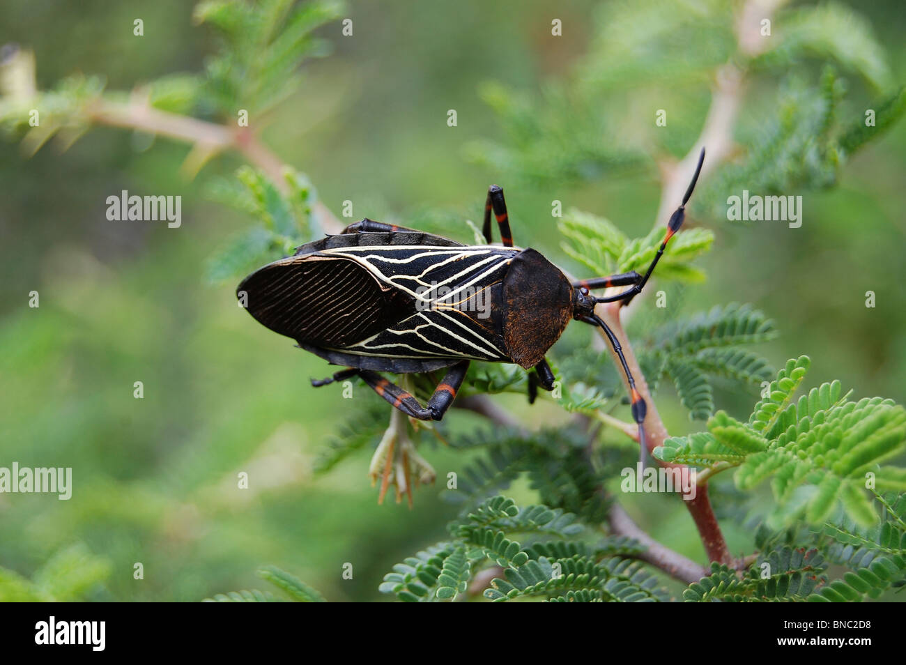 Thasus californicus Banque de photographies et d’images à haute ...