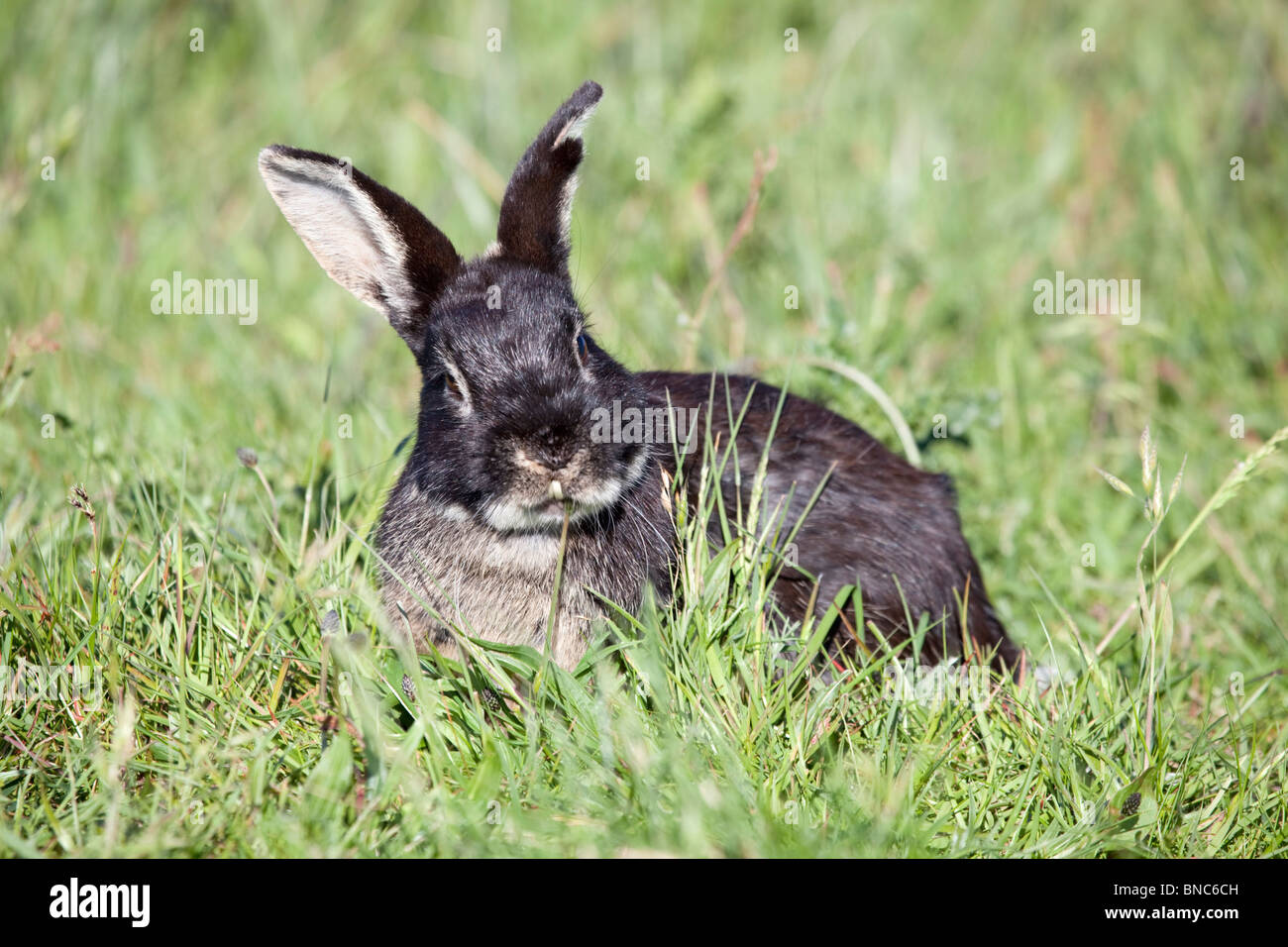 Lapin sauvage noir Banque de photographies et d’images à haute résolution - Alamy