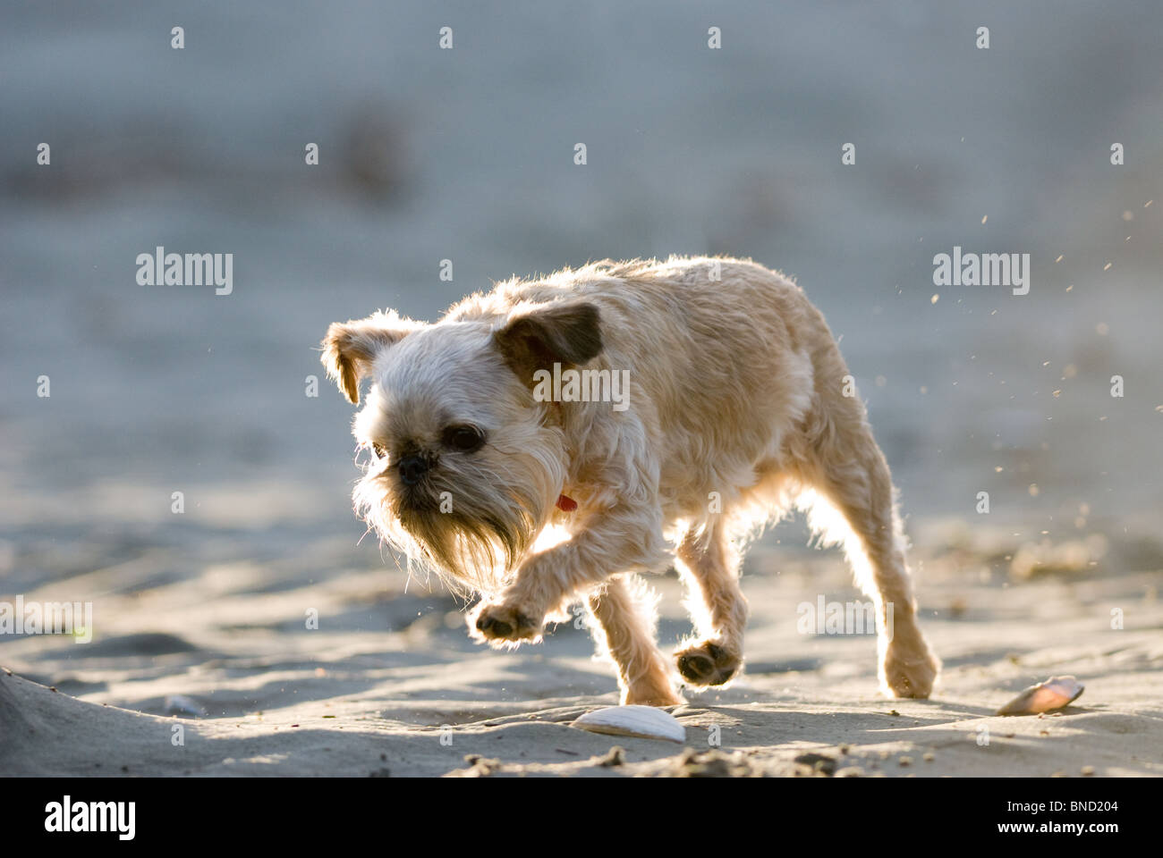 Canis canis lupus familiaris Banque de photographies et d’images à ...