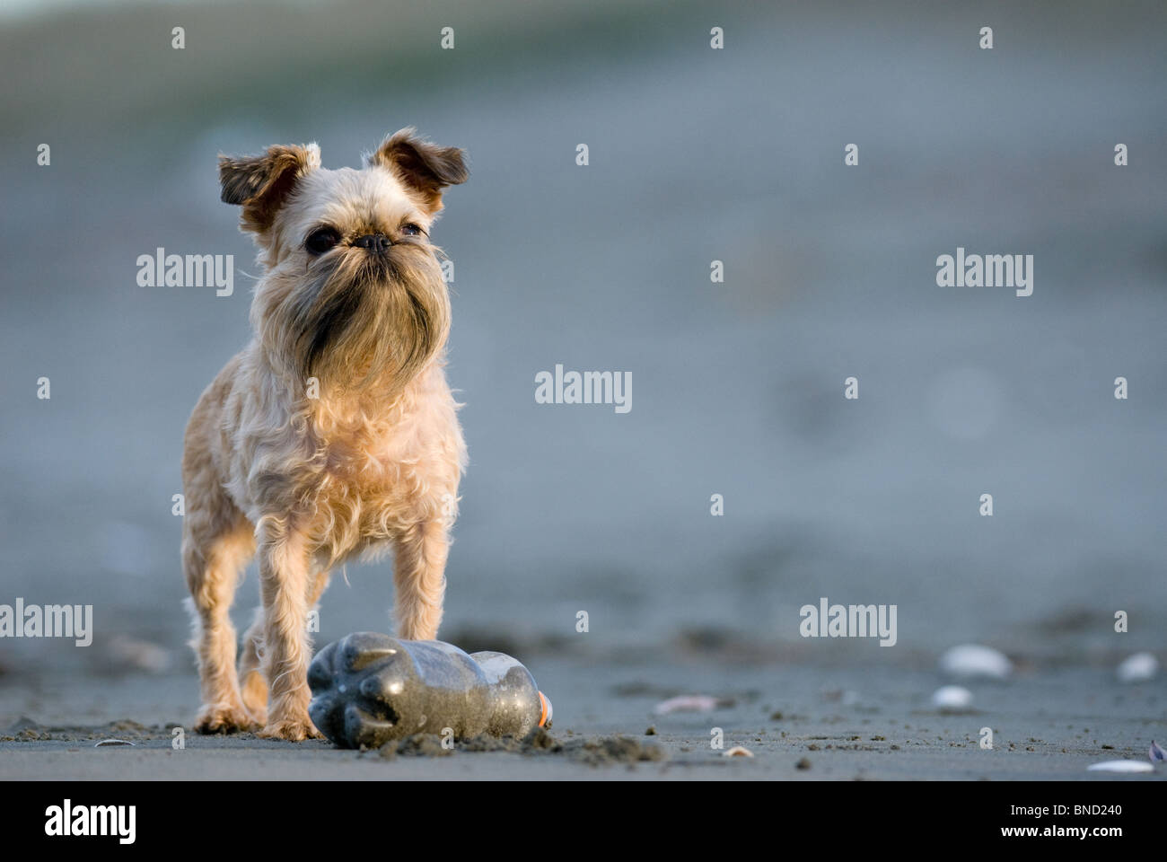 Chien canis lupus familiaris Banque de photographies et d’images à ...