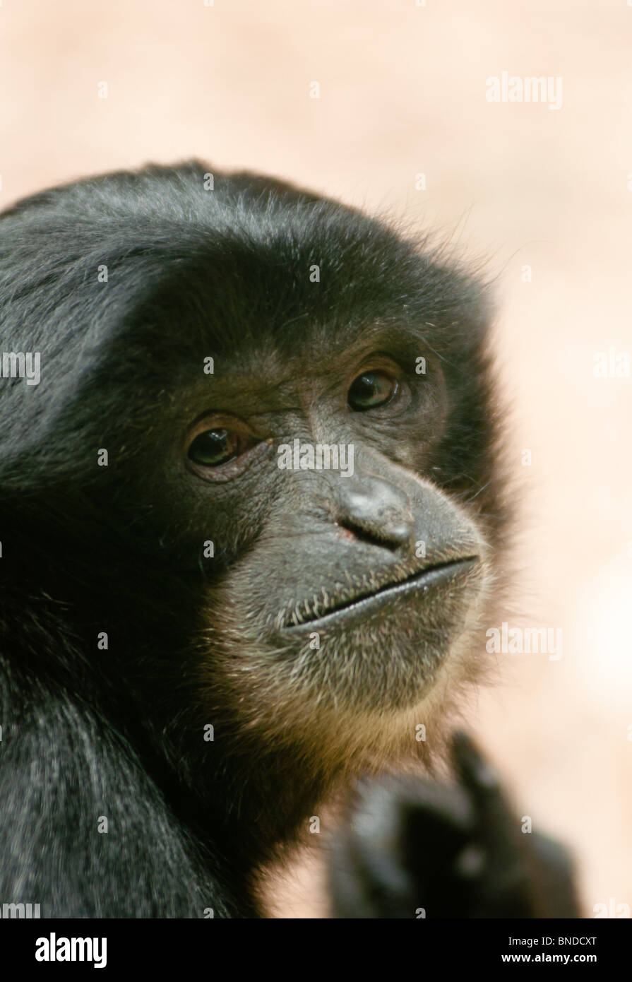 Singes noirs Banque de photographies et d’images à haute résolution - Alamy