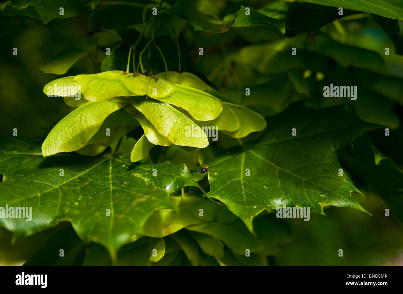 Maple tree seeds close up erable sucre Banque de photographies et d ...