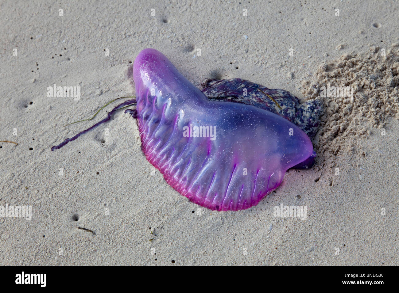 Méduse sur la plage Banque de photographies et d’images à haute ...