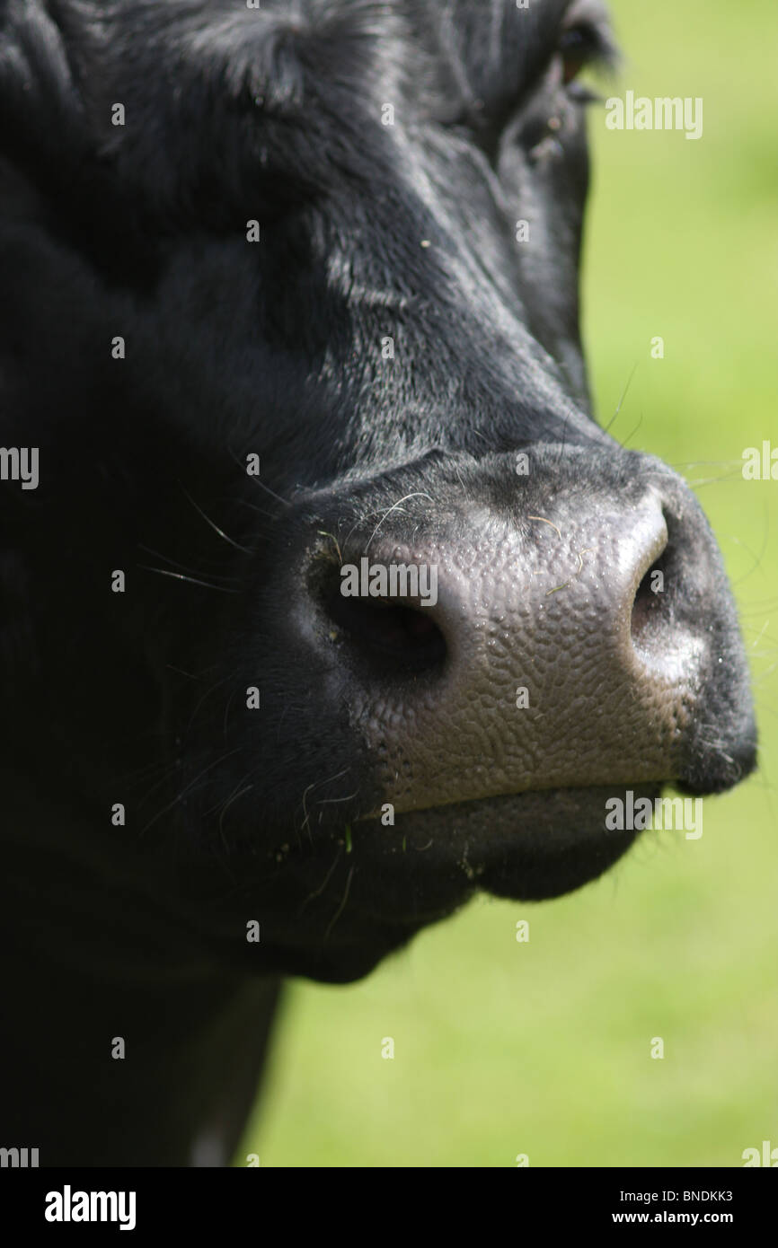 Le nez des vaches Banque de photographies et d’images à haute ...