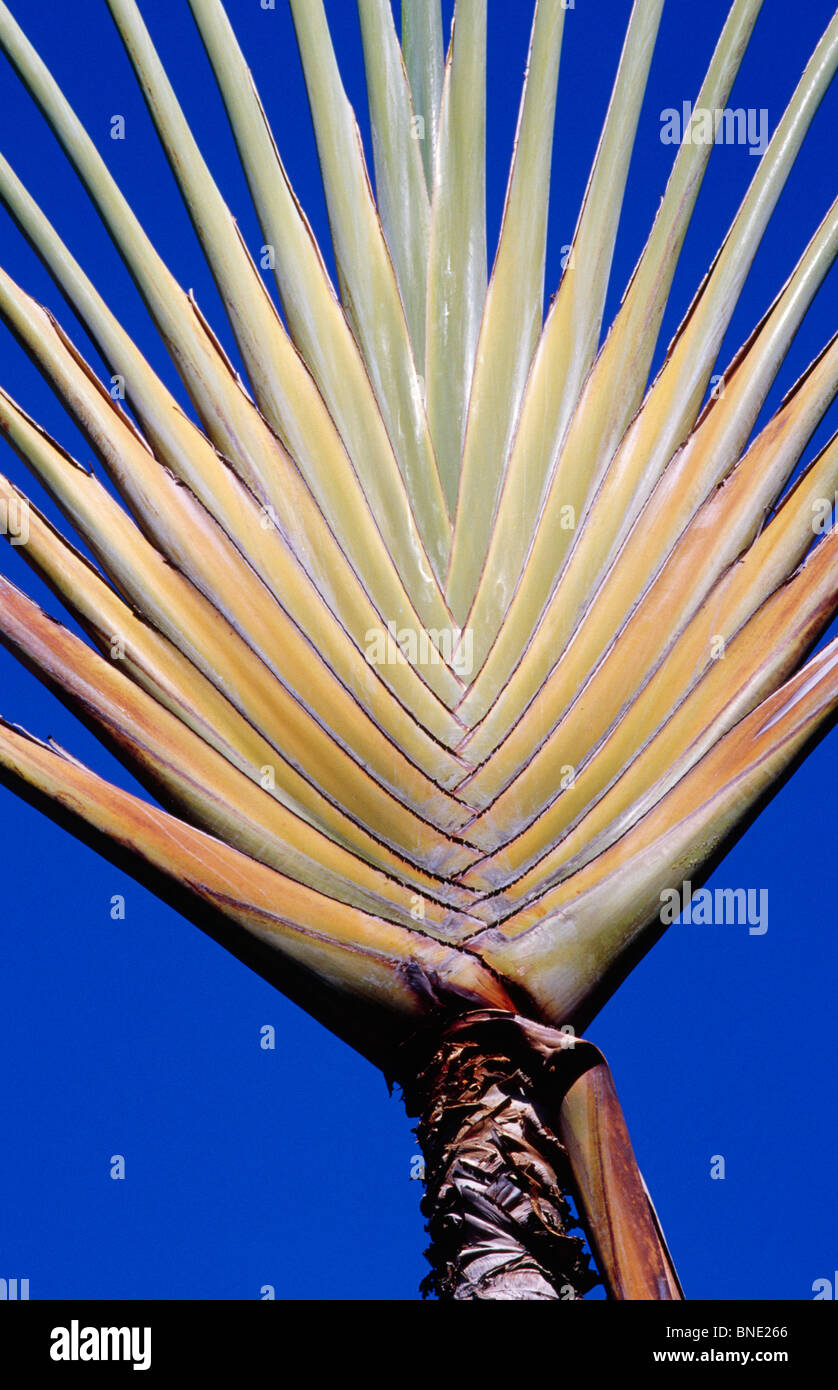 Une palme Banque de photographies et d’images à haute résolution - Alamy
