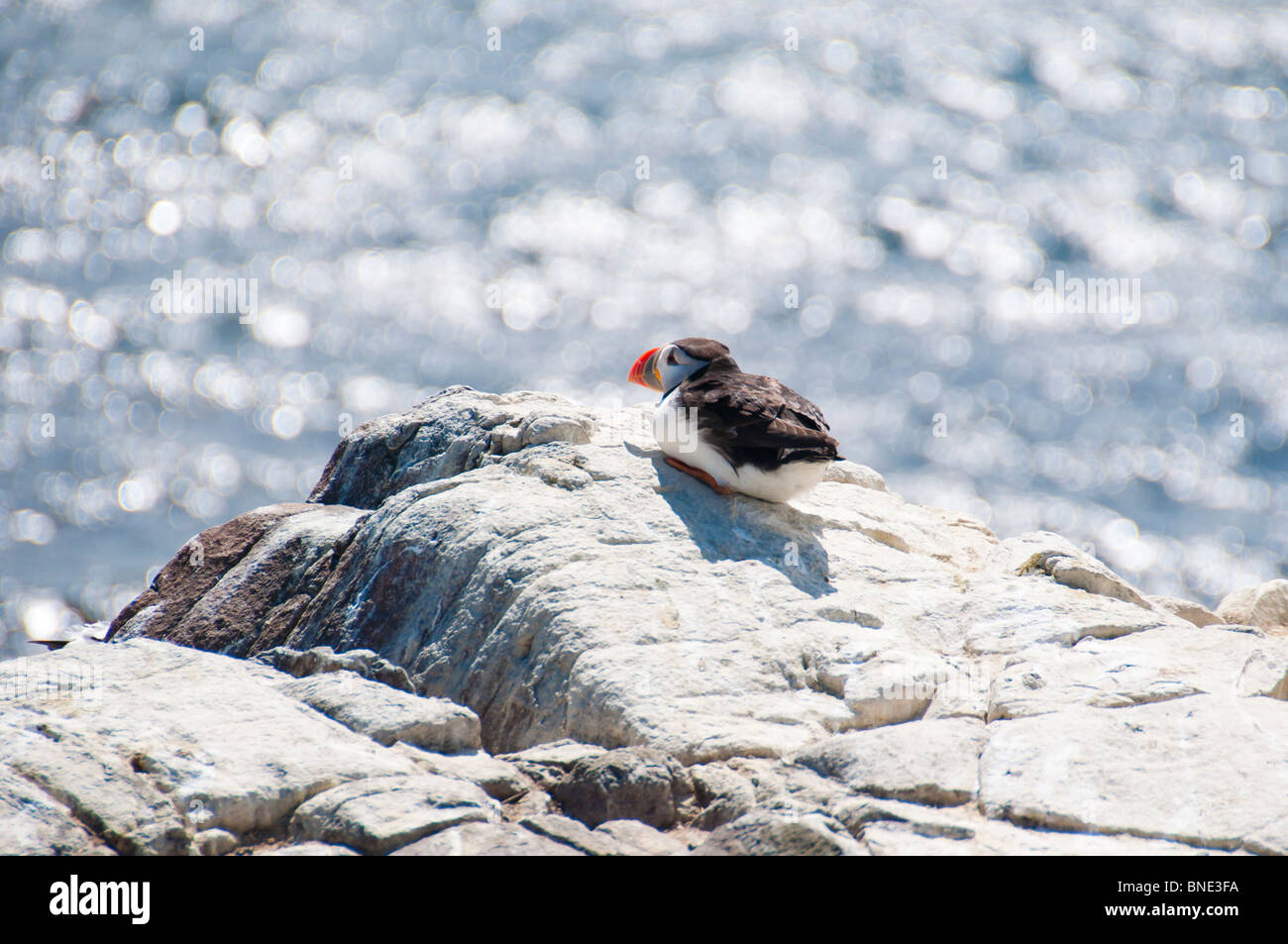 Puffin chick Banque de photographies et d’images à haute résolution - Alamy
